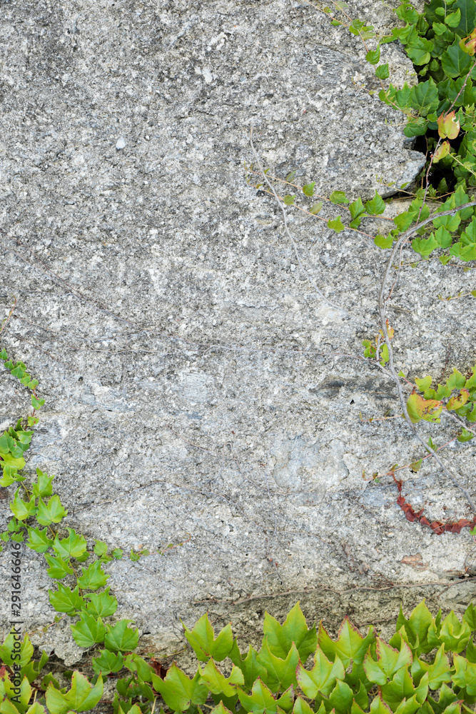 stone wall with leaves, green moos, cracked wall structure for a ...
