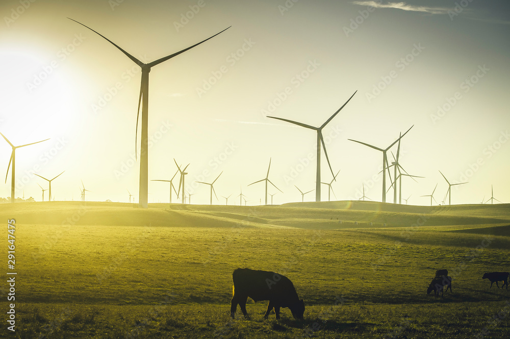 Cows walking on the wind farm during the sunset Stock Photo | Adobe Stock