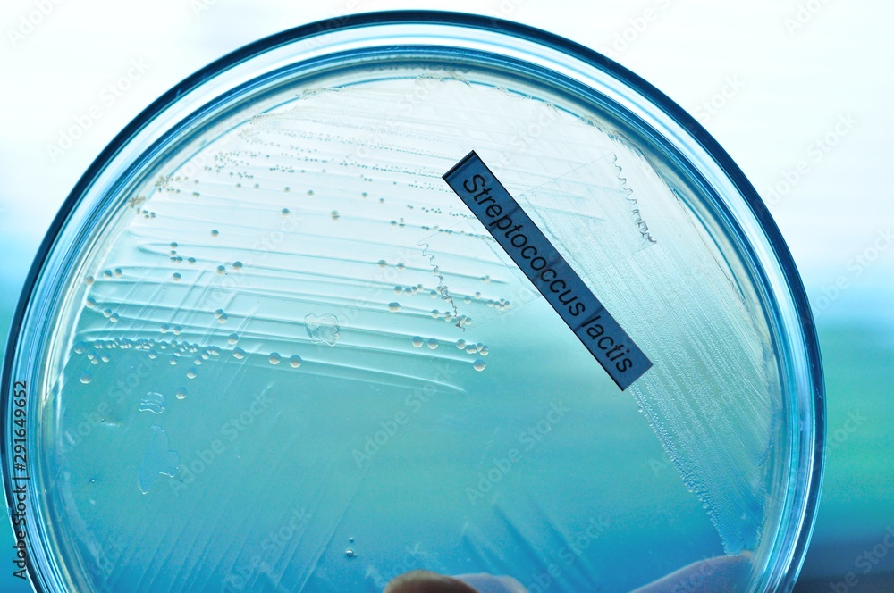 colony of bacteria in microbiology laboratory Stock Photo | Adobe Stock