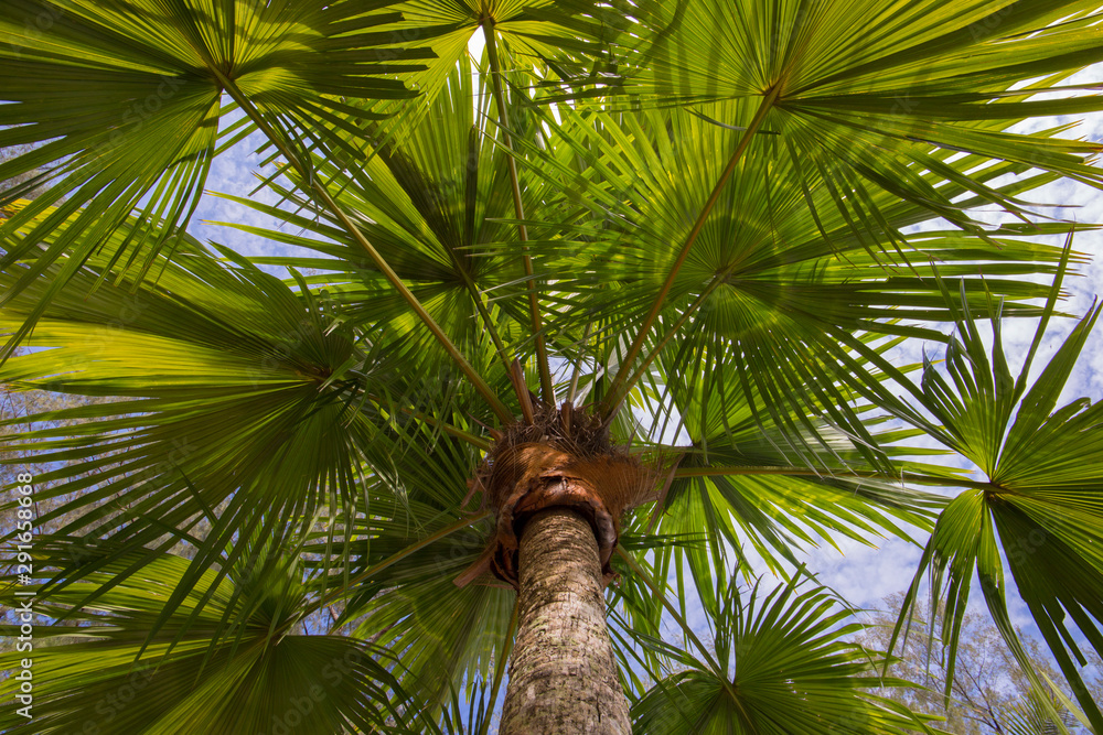 Relaxing under the palm trees in tropical paradise of Malaysia Stock ...