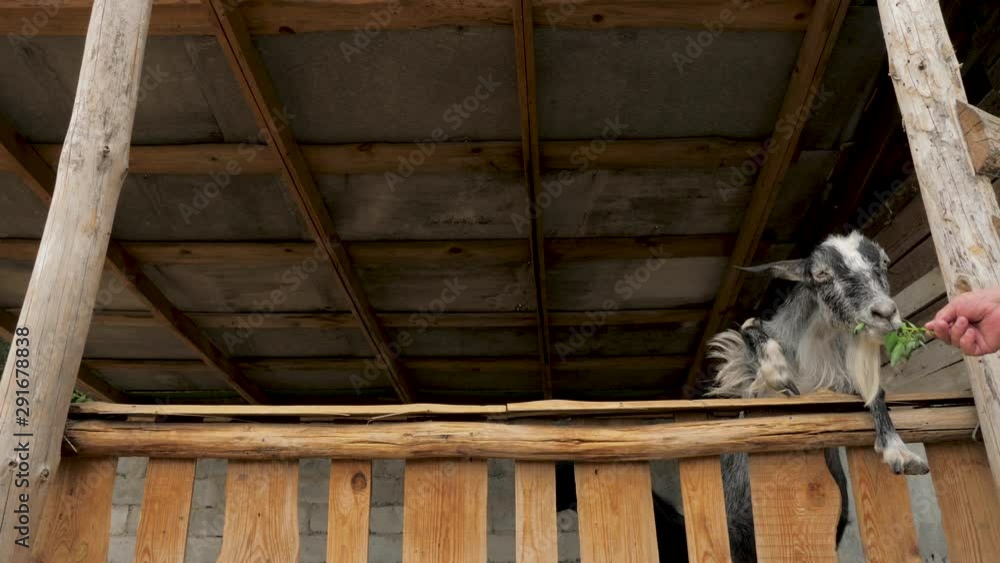 Kid feeding the animal in the zoo. Goat eating grass from kids hand ...