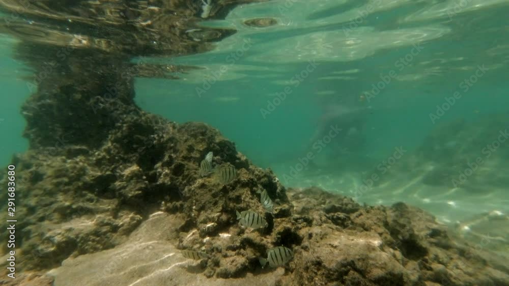 Vidéo Stock School of Manini fish eating algae in Shark's Cove, near ...