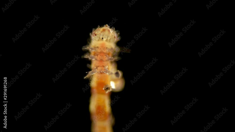 The caterpillar-shaped or eruciform larva under the microscope has 3 ...