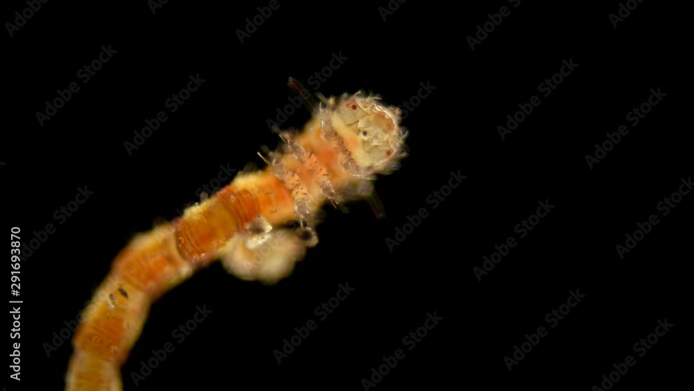 The caterpillar-shaped or eruciform larva under the microscope has 3 ...