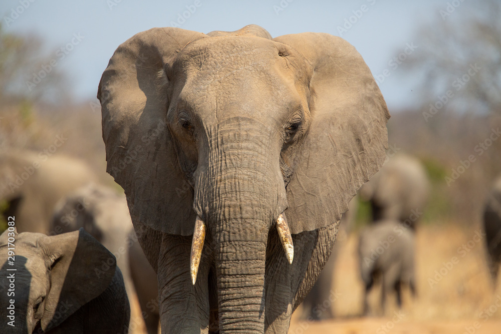 Breeding herd of elephant moving into the shade of a tree to rest up in ...