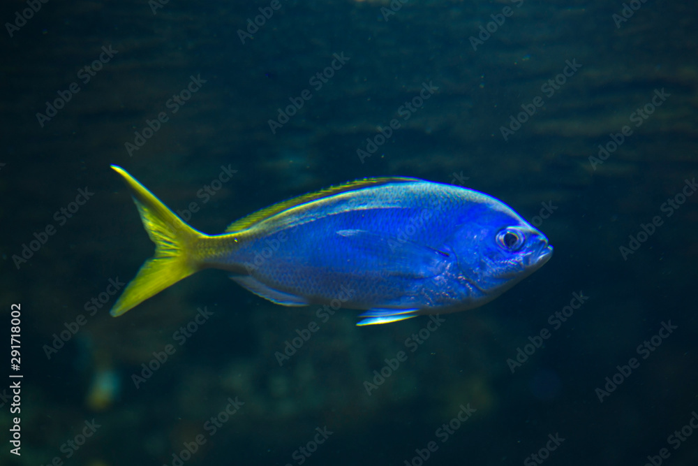 Yellow and blueback fusilier, beautiful fusilier, blue and gold ...