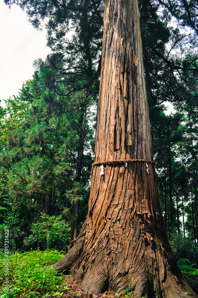 Sacred tree in a Shinto shrine in Japan Stock Photo | Adobe Stock