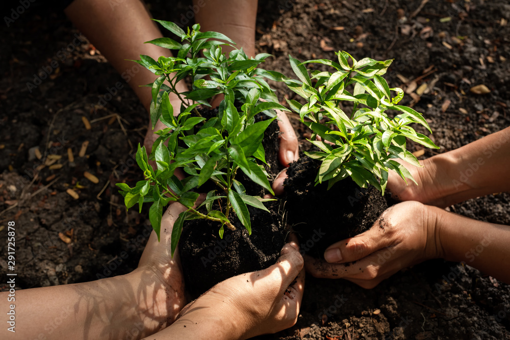 Hands Team work protecting sapling tree growing up and planting on land ...