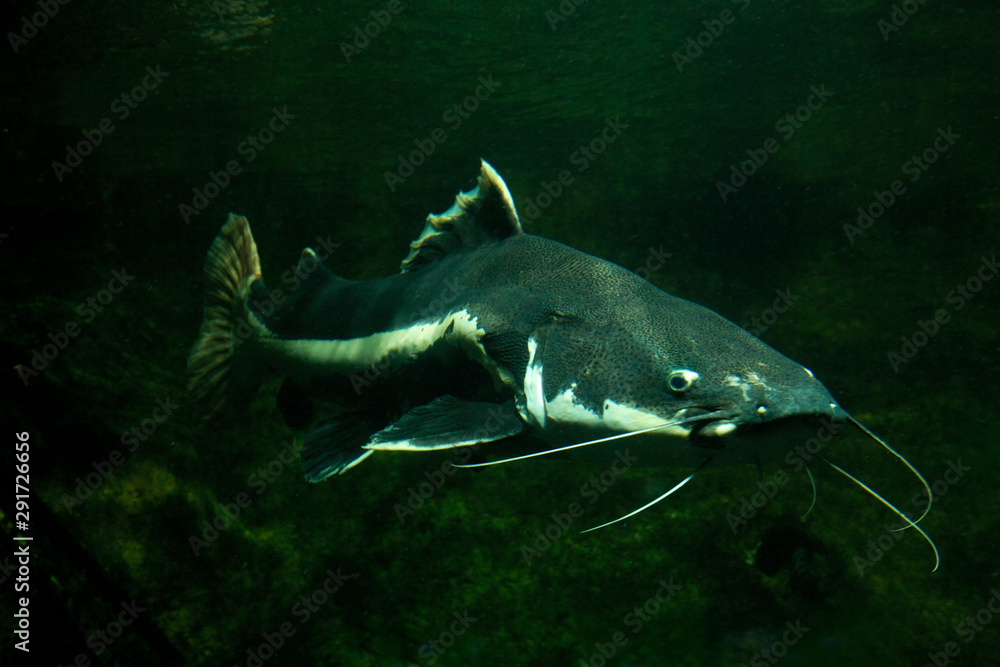 Pangasius Catfish
