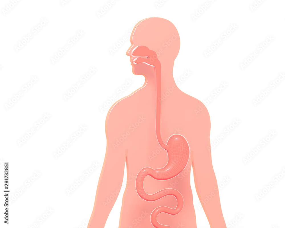 3D illustration of the digestive system from the mouth to the ...