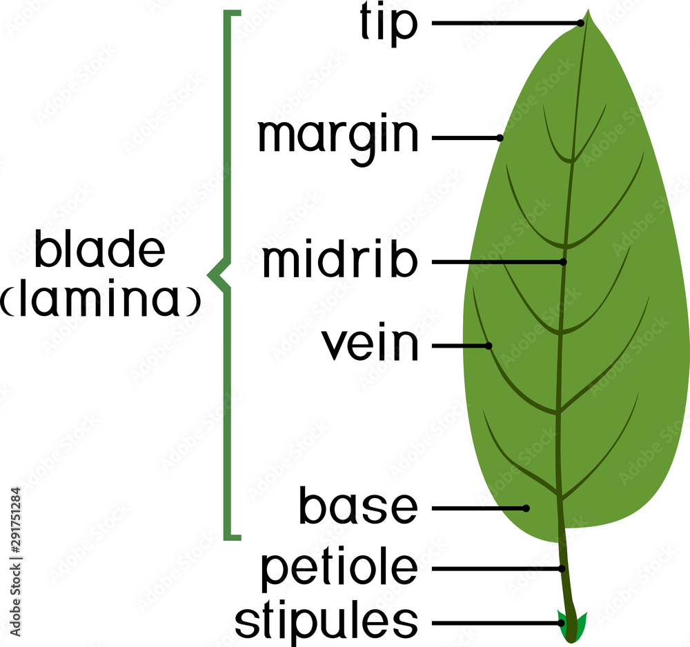 Parts of plant. Structure of plant leaf with title Stock Vector | Adobe ...