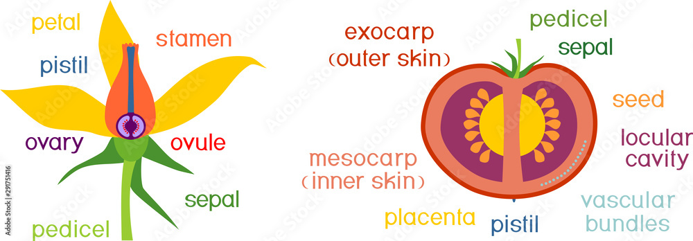 Parts of plant. Morphology and anatomy of tomato ripe red fruit and ...