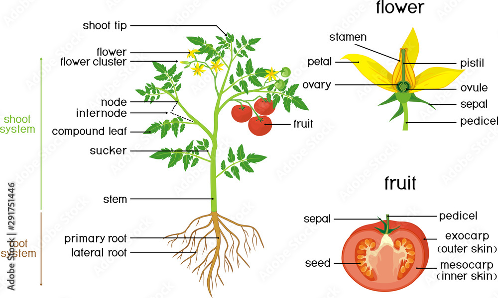 Vecteur Stock Parts of plant. Morphology of tomato plant with green ...