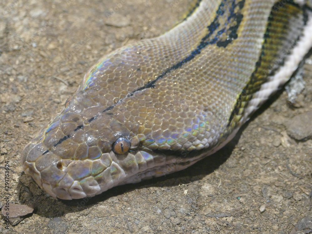 Esemplare di serpente boa terricolo del madagascar, testa. ripresa dall ...