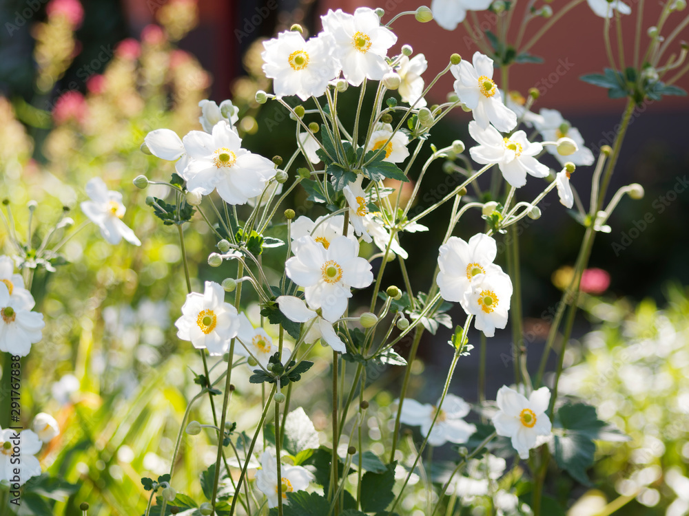 Anemone hupehensis var. japonica - Japanese anemones or pale pink star ...
