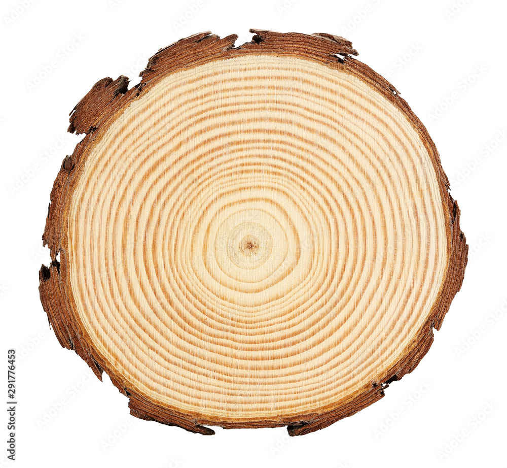 cut tree branch Stock Photo | Adobe Stock