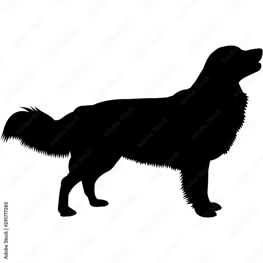 Nova Scotia Duck Tolling Retriever Silhouette Vector Stock Vector ...