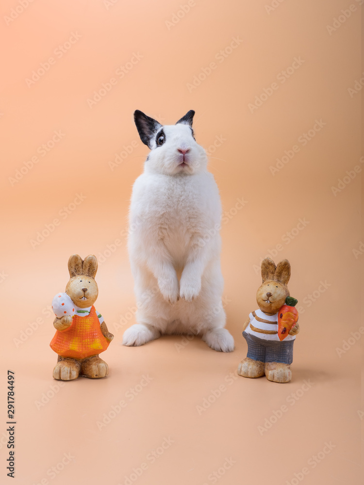 Cute white rabbit with ears and eyes black, standing up n the middle of ...