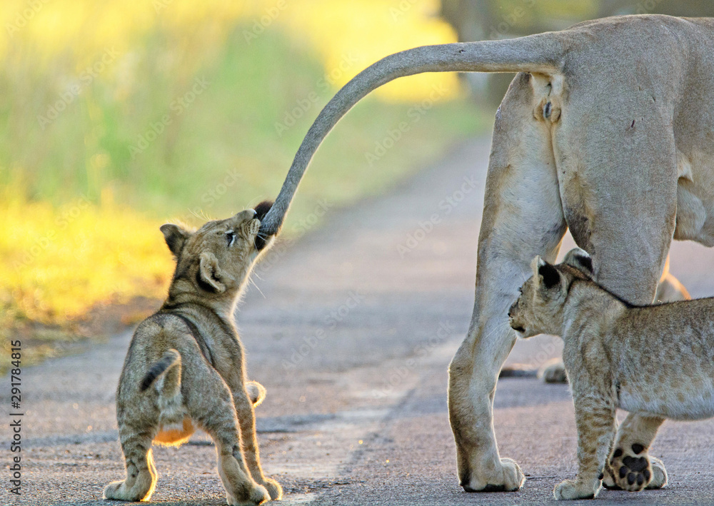 Playful lion cubs Stock Photo | Adobe Stock