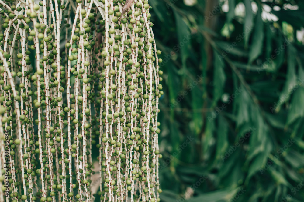 Hanging branches of a tropical tree with many little round green fruits ...