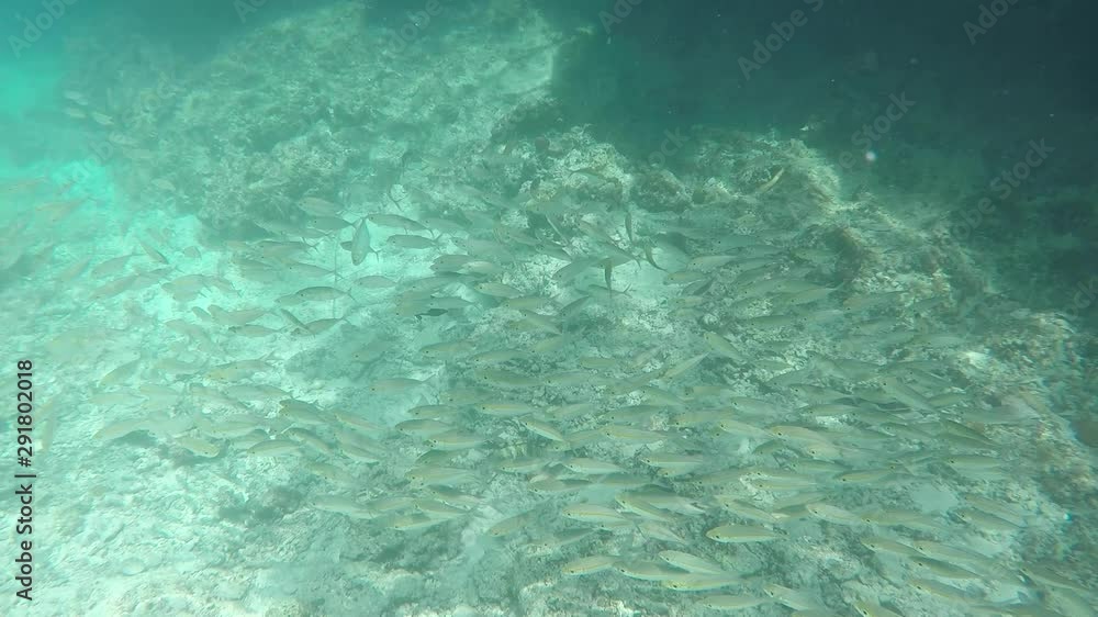 going beneath the water to hang out with a school of shiny silver bait ...