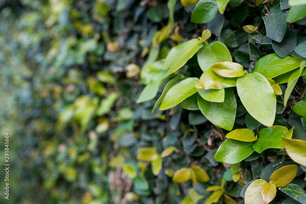 Foto de Green Wall with Ficus Pumila (climbing fig, creeping fig) do ...