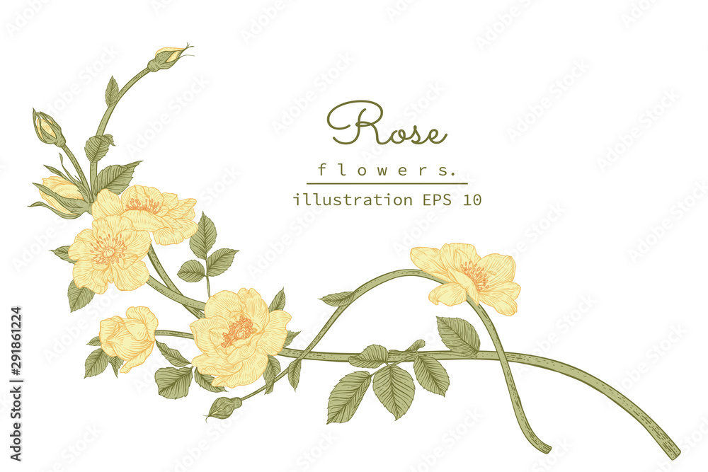 Sketch Floral Botany Collection. Yellow Rose flower drawings. Beautiful ...