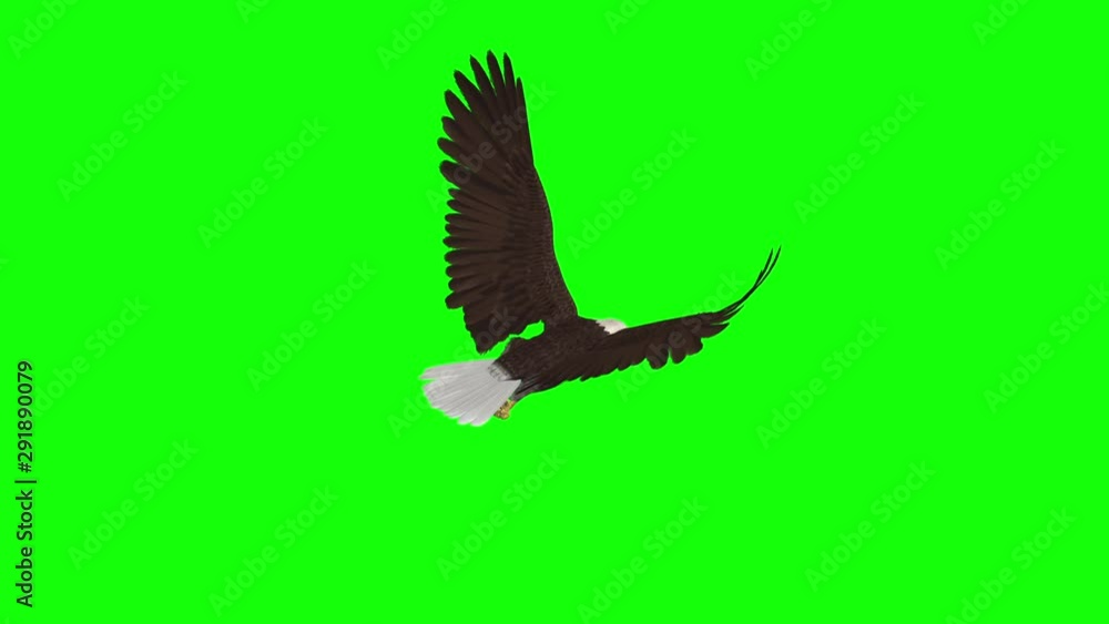 American Bald Eagle. Raptor bird of prey. Flying cycle loop. Aerial ...