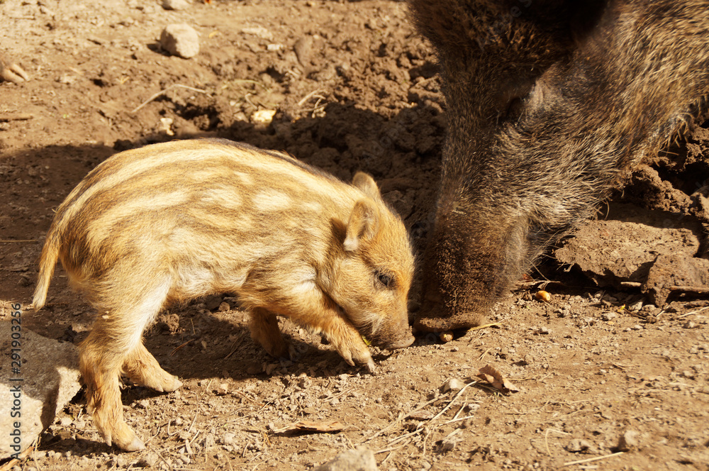 Ein kleiner Frischling sucht Nase an Nase mit seiner Wildschwein Mutter ...