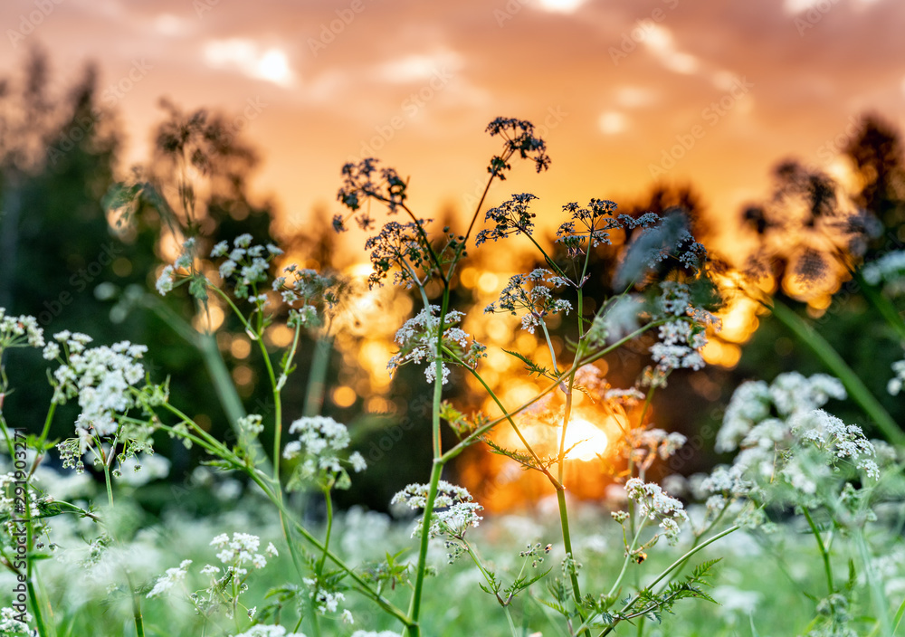 Beautiful wild flowers on summer meadow, sunset time - close up photo with blurry background and ...