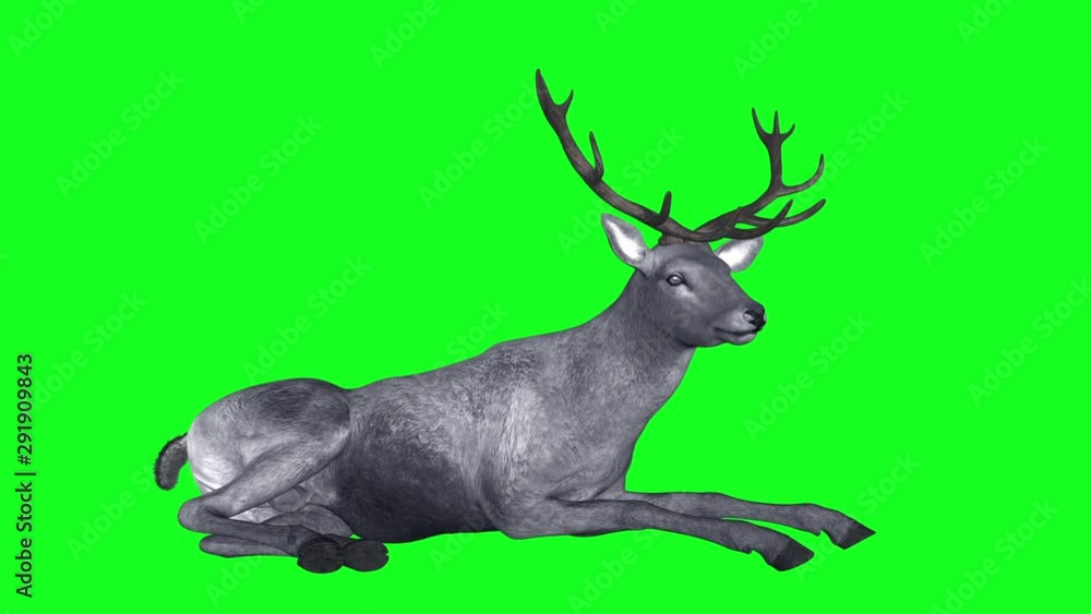 Grey deer laying down on the ground and looking around. Isolated on ...