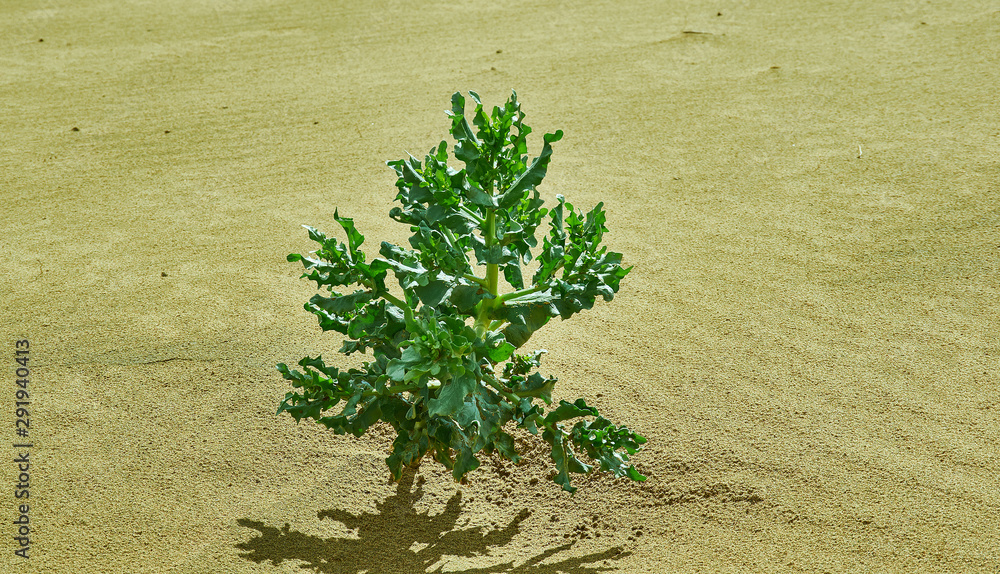 Plants In The Gobi Desert