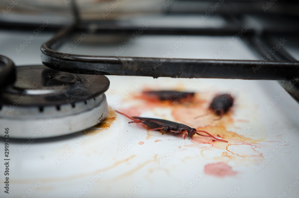 cockroaches on dirty dishes in the kitchen. Poor hygiene Stock Photo ...