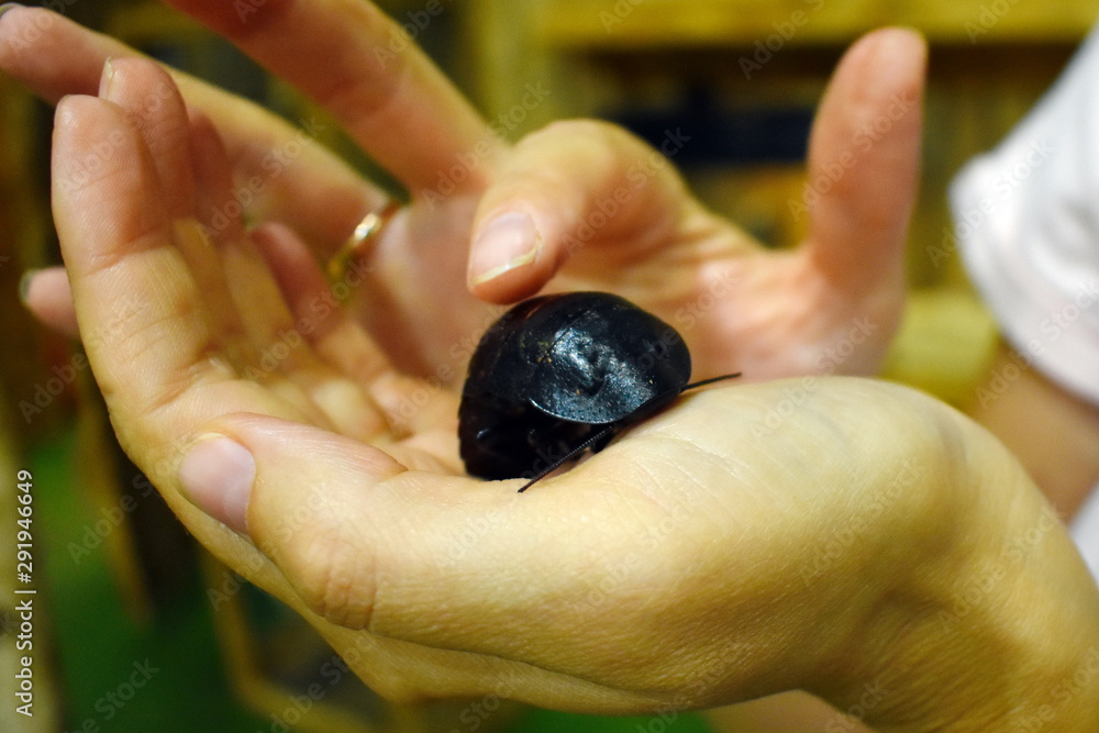 Huge scary black Madagascar cockroach on the palm. Big black beetle in ...