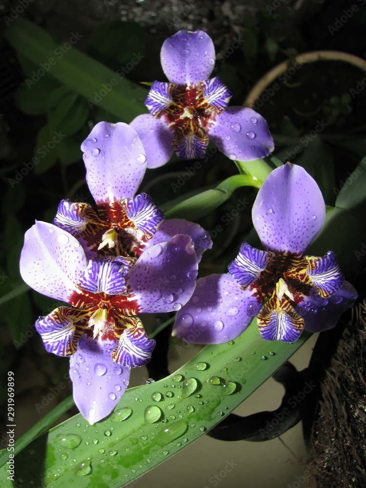 Blue walking Iris / Neomarica Caerulea Regina - This flower is also ...