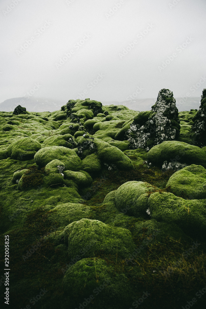 Moss field Stock Photo | Adobe Stock