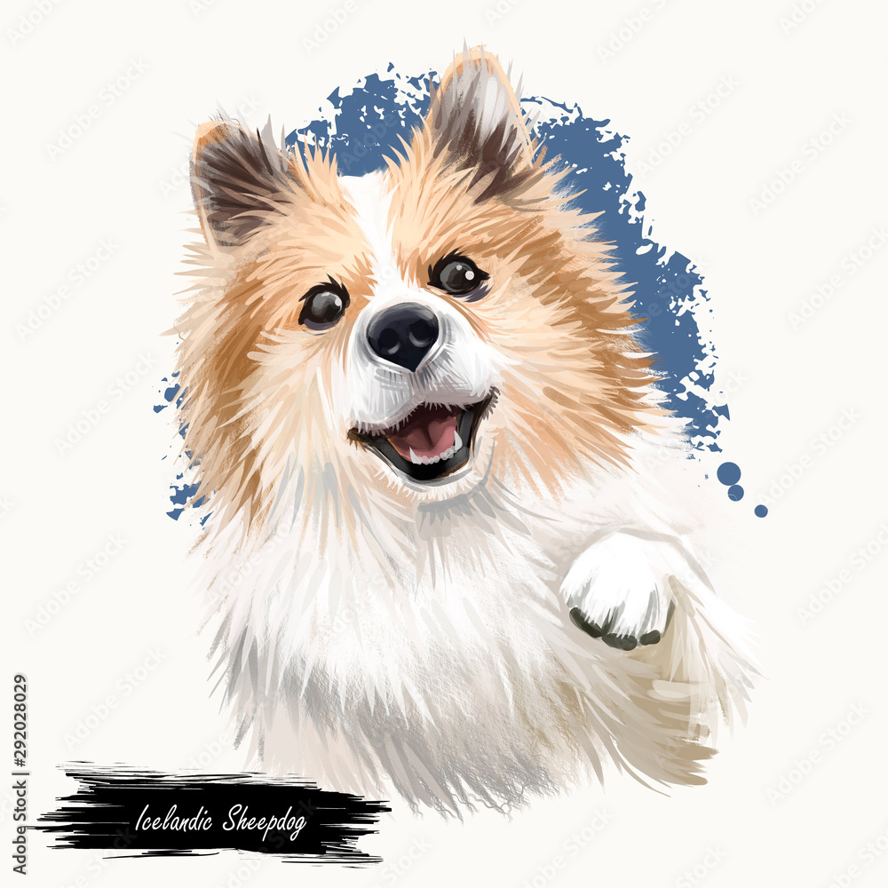 Icelandic Sheepdog, Icelandic Spitz, Iceland Dog digital art ...