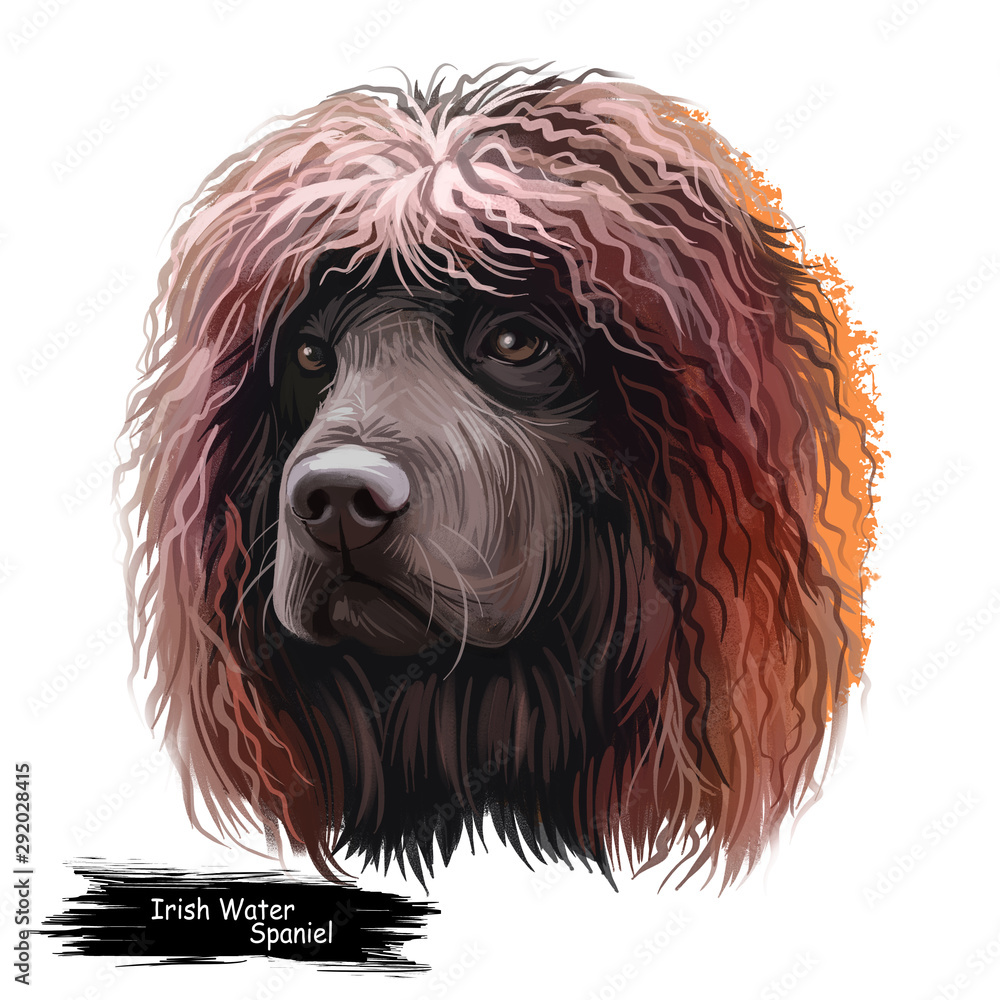 Irish Water Spaniel, Whiptail, Shannon Spaniel, Rat Tail Spaniel, Bog ...