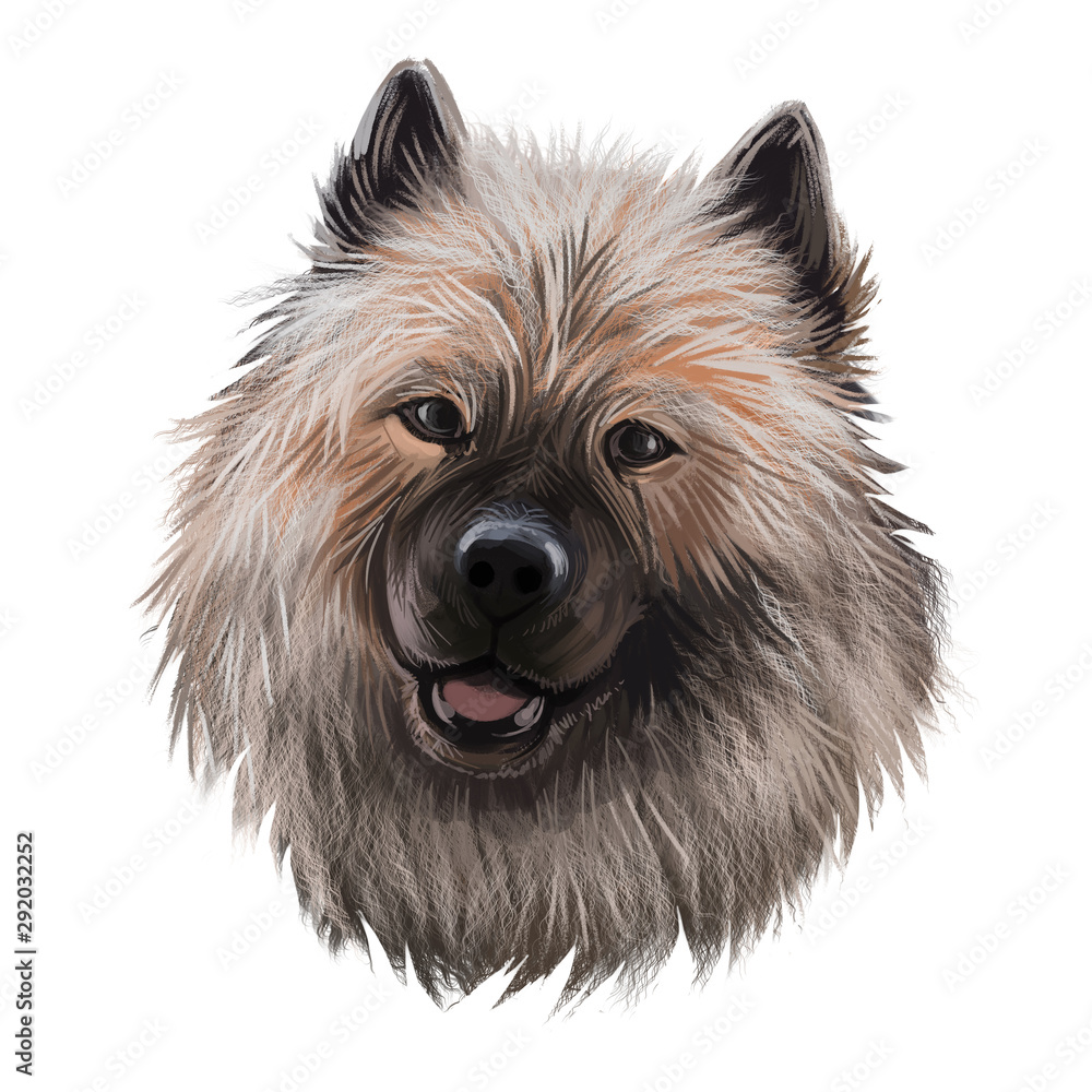 Keeshond, Dutch Barge Dog, German Spitz dog digital art illustration ...