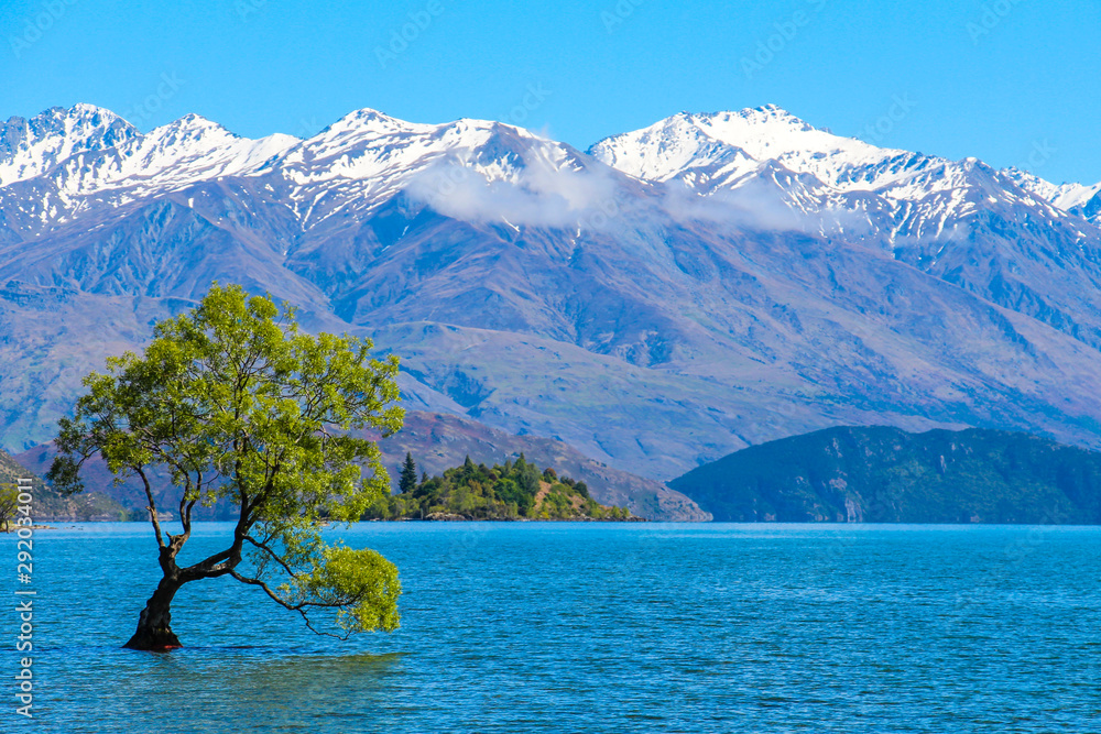 That Wanaka tree: New Zealand’s most famous tree Stock Photo | Adobe Stock