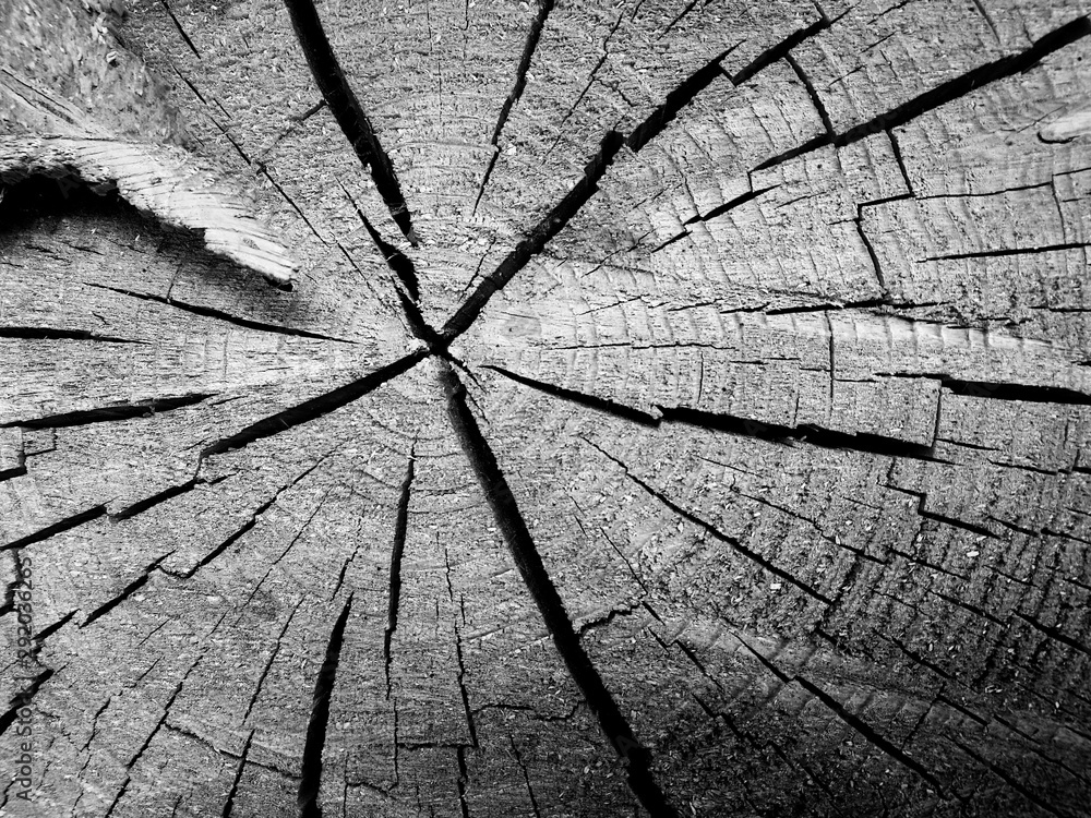 Black and white image of a transverse saw cut of a tree Stock Photo ...