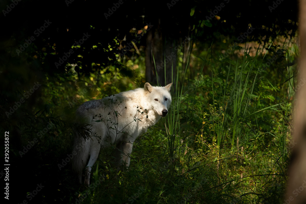 Nature Scenes With Wolves