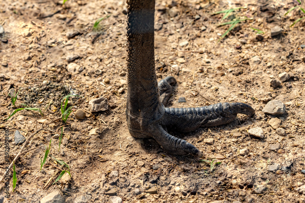 Emu Bird Feet