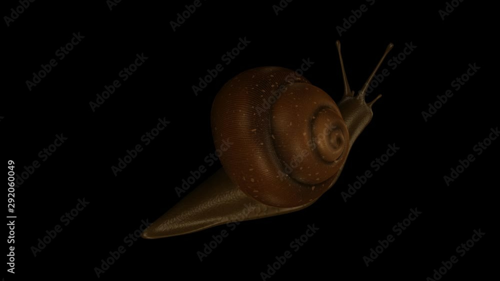 Snail slithering by ground or any other surface. Back side angle close ...