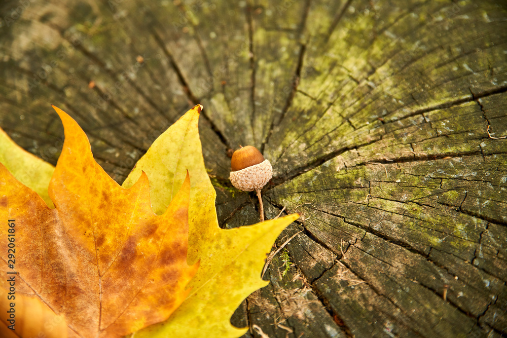 Feuilles de platane et gland sur souche d'arbre, annonçant l'automne ...