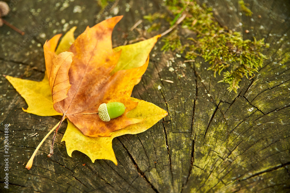 Feuilles de platane et gland sur souche d'arbre, annonçant l'automne ...
