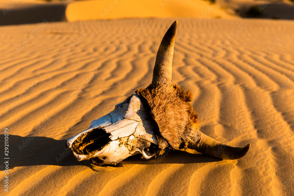 Skull bull in the sand desert at sunset. The concept of death and end ...