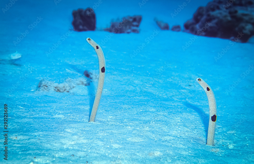 Two garden eels poking their heads from their burrows and their bodies ...