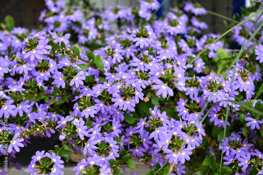 Pictures Of Scaevola Flowers | Best Flower Site