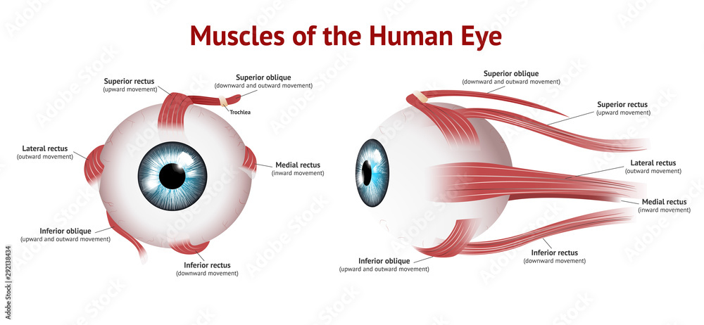 muscle-eye-v3Muscles of Human eye, Eye muscle anatomy, , Blue eye ...
